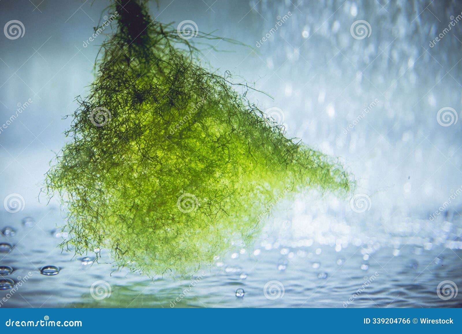 Close-up View of Floating Algae in an Aquascape Environment Stock Photo ...
