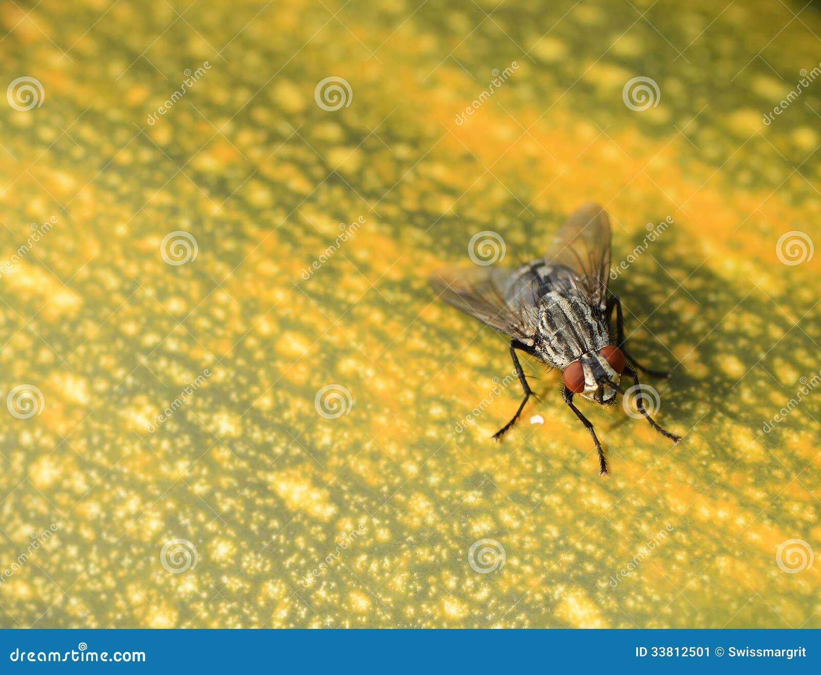 Close up view of a fly stock image. Image of summer, nature - 33812501