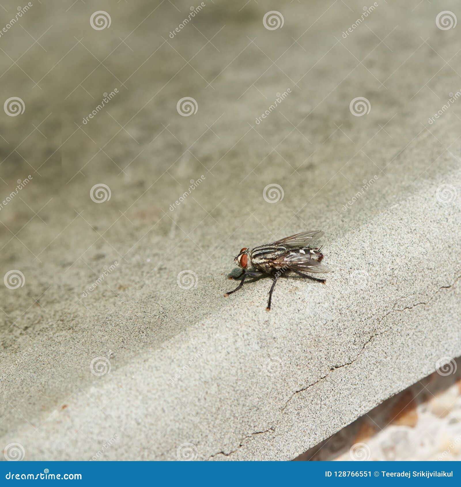 Close-up view of a fly stock image. Image of housefly - 128766551