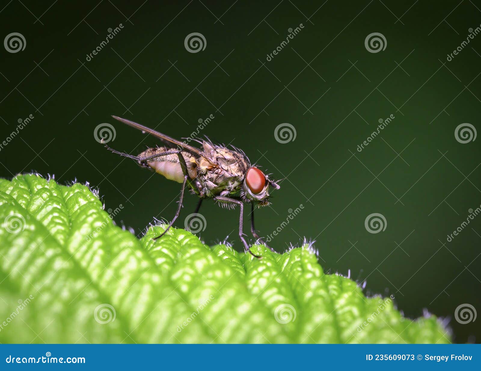 A Fly with Its Hind Legs Raised on a Tree Leaf Stock Image - Image of ...