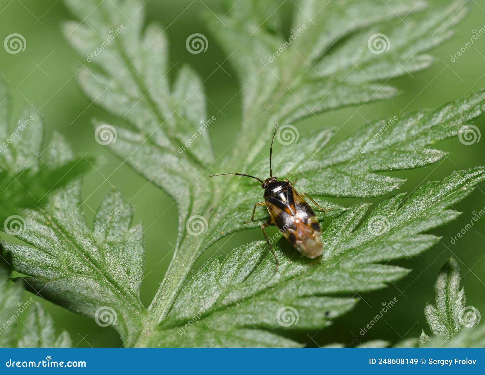 A Close-up View of a Forest Beetle on the Leaves of a Shrub Stock Image ...