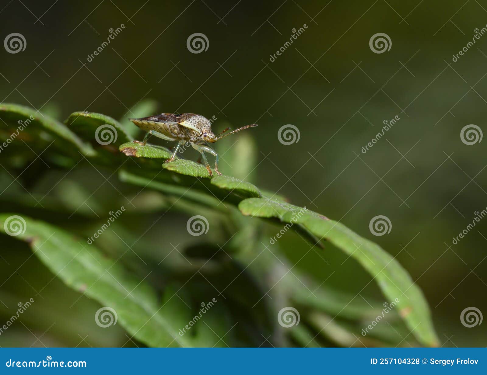 Close-up View of a Forest Bug on a Shrub Leaf in the Forest in Autumn ...