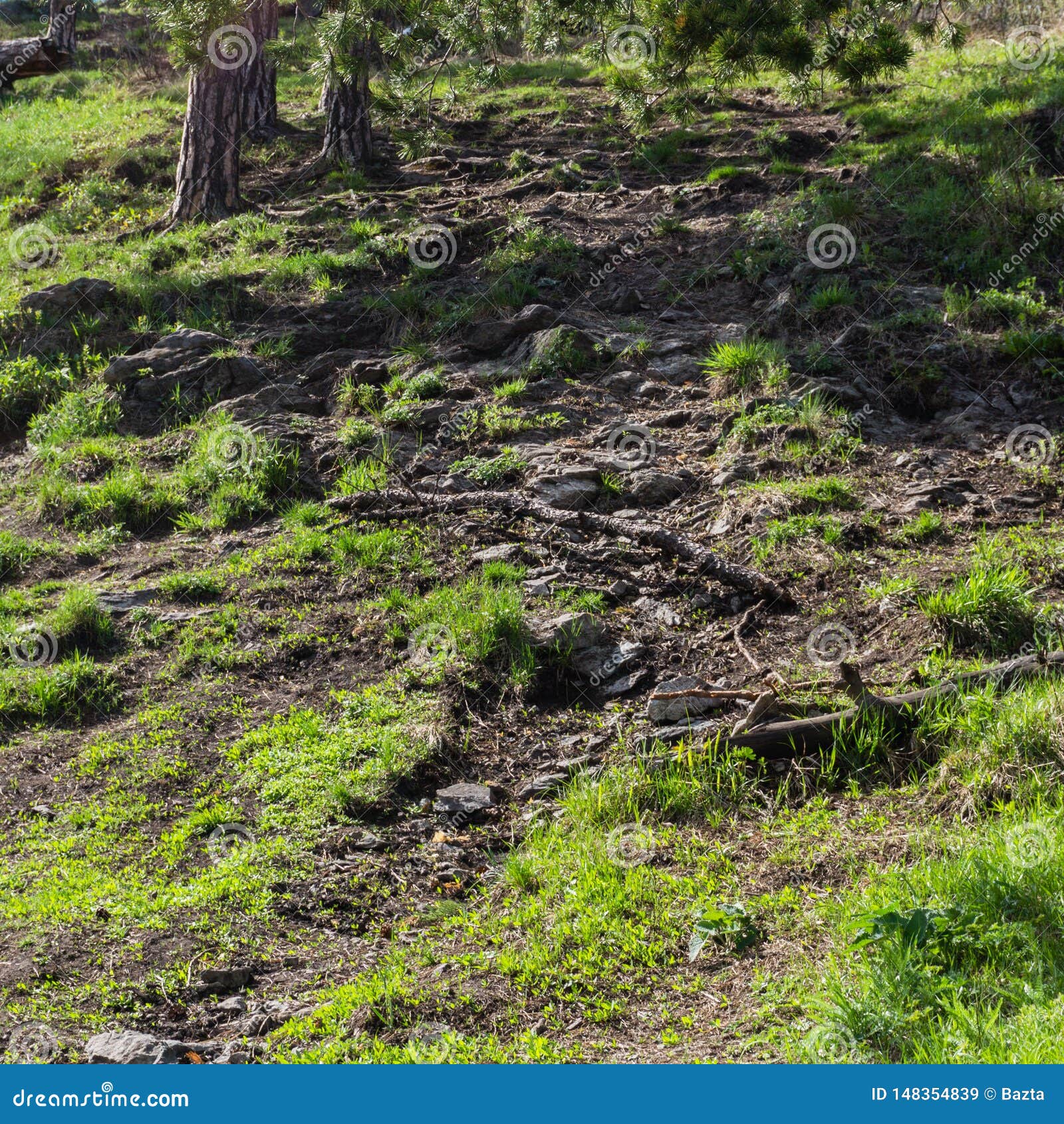 Close Up View of the Forest Ground with a Stone and Grass on it Stock ...