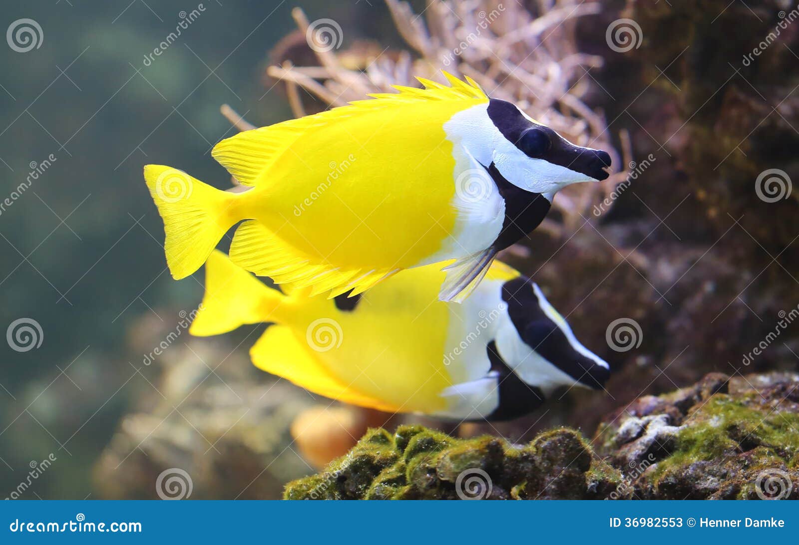 Close-up View of a Foxface Rabbitfish Stock Image - Image of ...