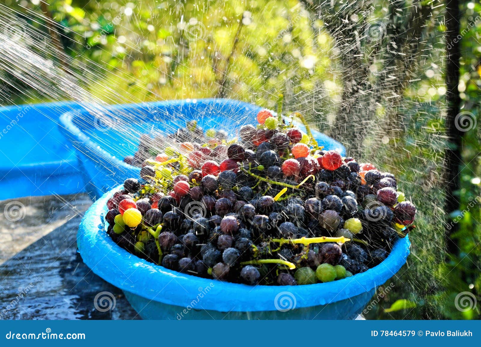 Close Up View of Fresh Grapes Wash in Bowl Stock Image - Image of ...