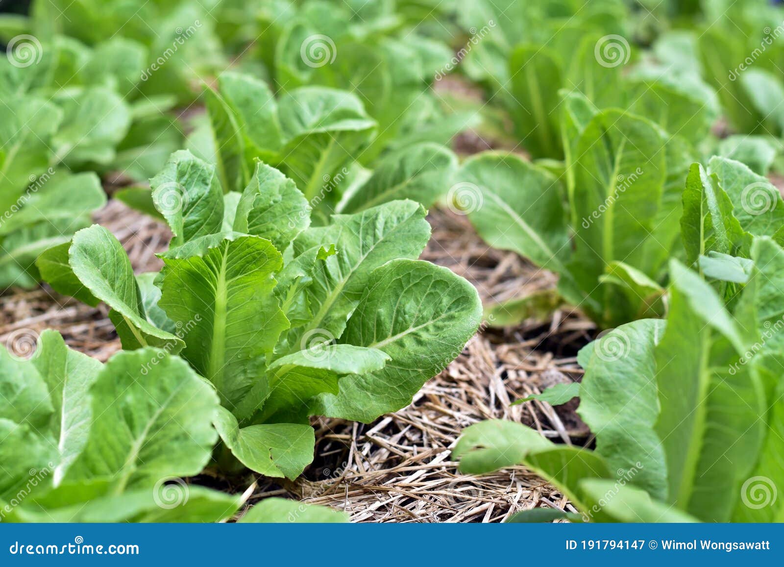 Close-up View, Fresh Green Leaf Vegetables in the Soil Plot for Cooking ...