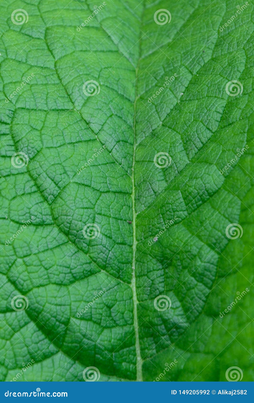 Close Up View of Fresh Green Leave Stock Photo - Image of ingredient ...