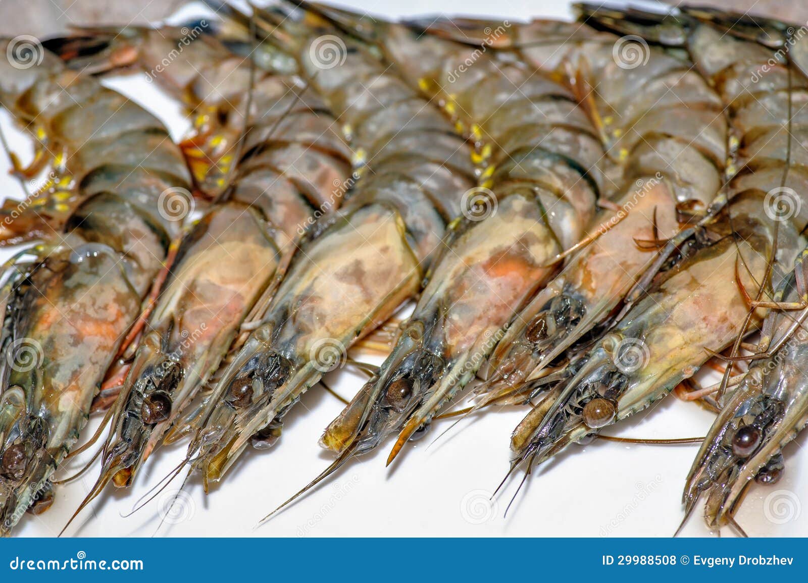 Fresh shrimps stock photo. Image of platter, seafood - 29988508