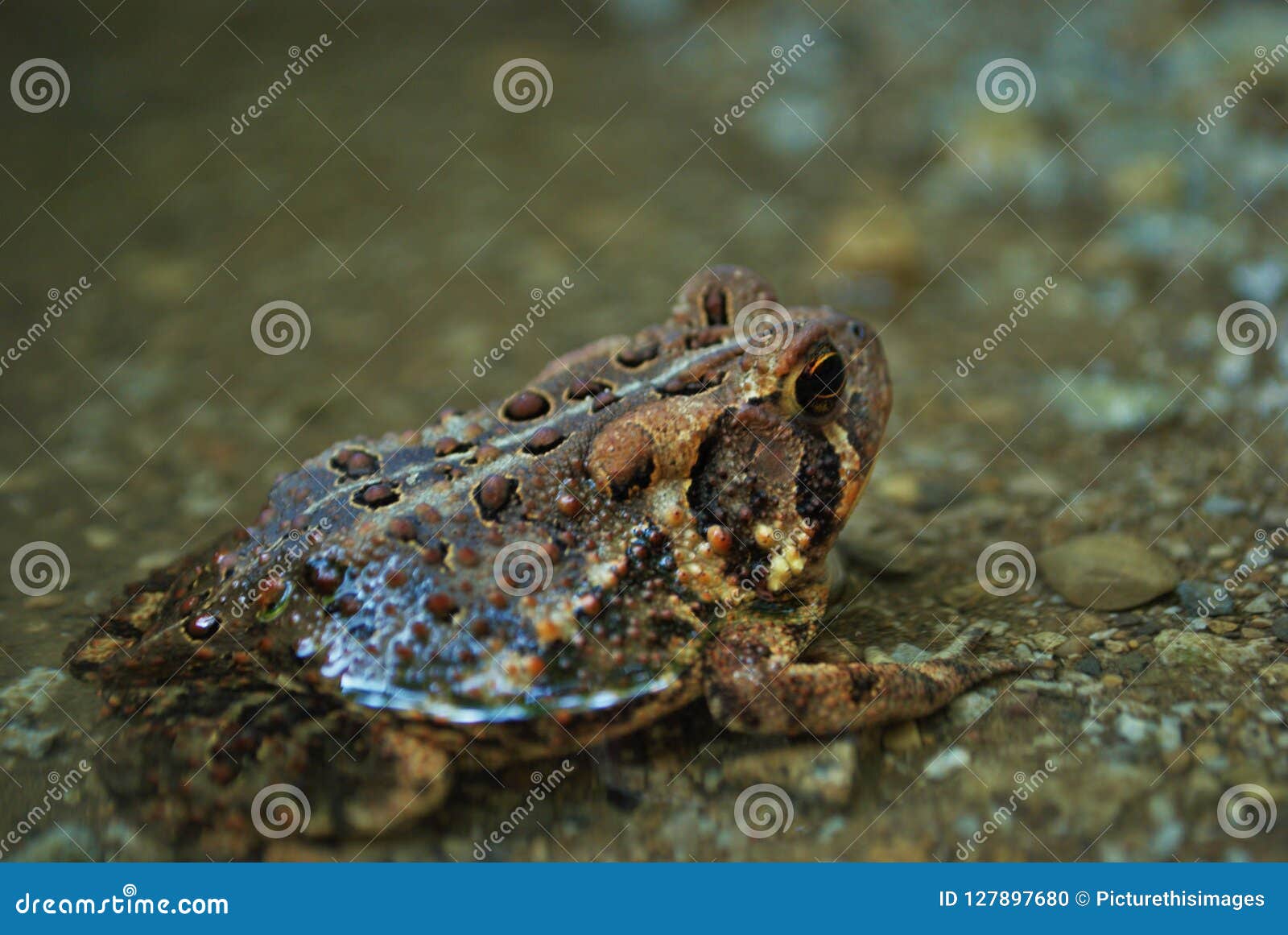Close Up Side View of a Frog in the Water Stock Photo - Image of ...