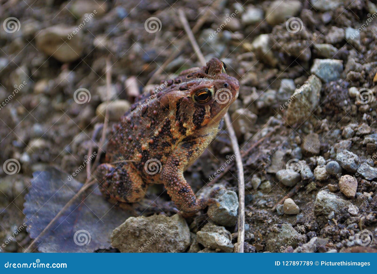 Close Up Side View of a Frog in the Forest Stock Image - Image of ...