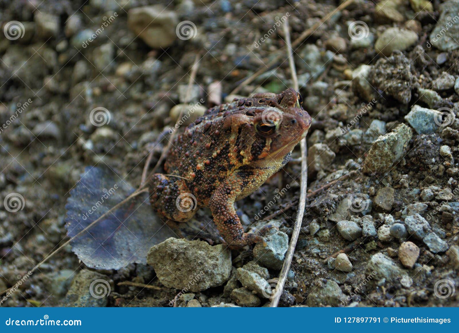 Close Up Side View of a Frog in the Woods Stock Image - Image of look ...