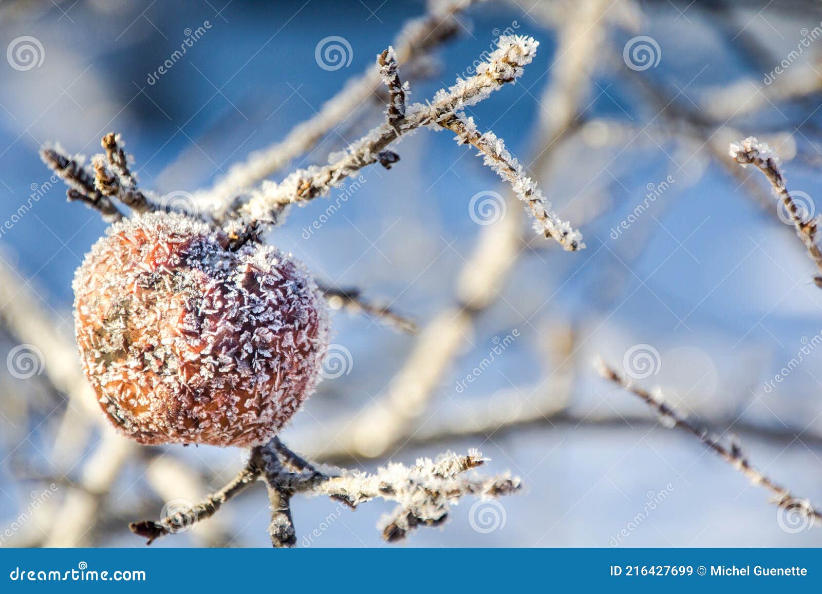 Close-up View of a Frosted Apple Covered with Ice on an Apple Tree in ...