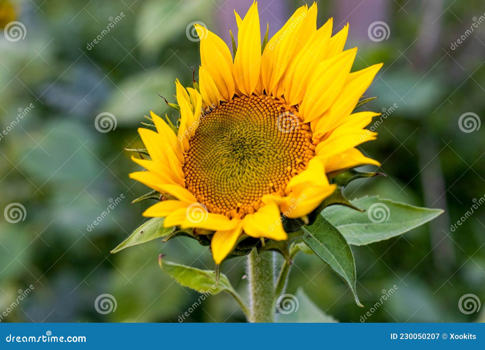 Fully Bloomed Sunflower in the Garden Stock Image - Image of orange ...