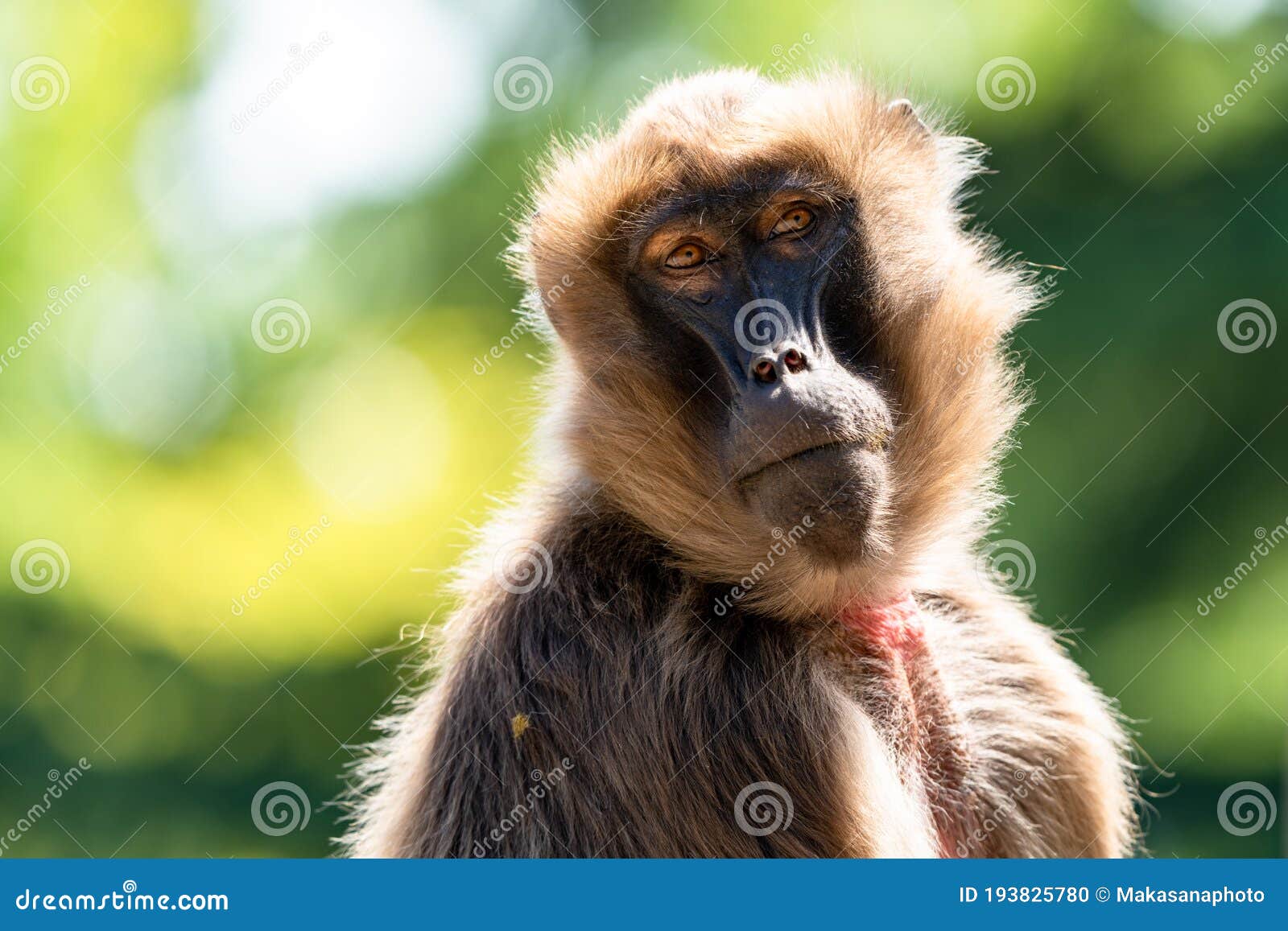 Close Up View of a Geleada Baboon or Bleeding-heart Monkey Stock Photo ...