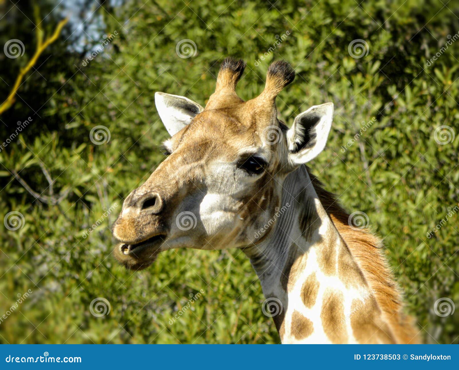 Giraffe looking around stock image. Image of long, wildlife - 123738503