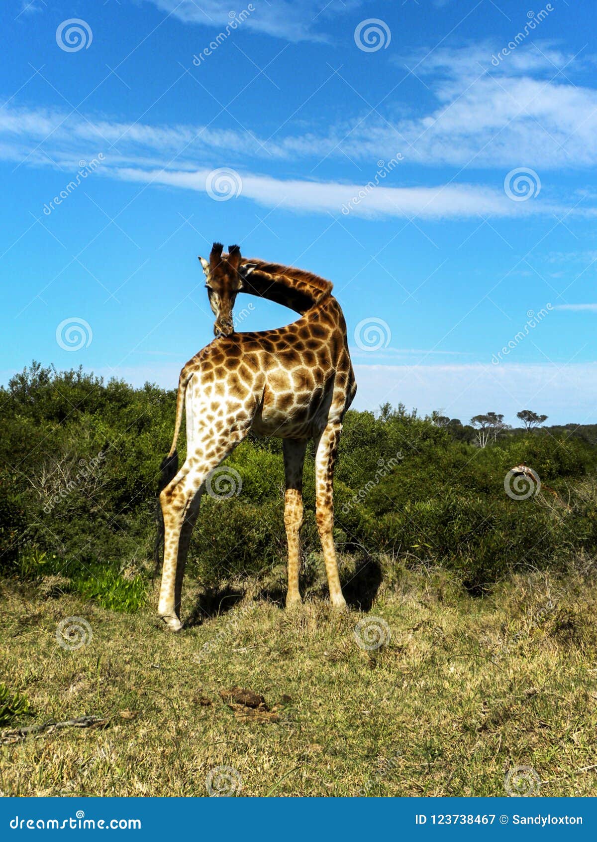 Giraffe Stretching Its Neck Stock Image - Image of giraffa, animals ...
