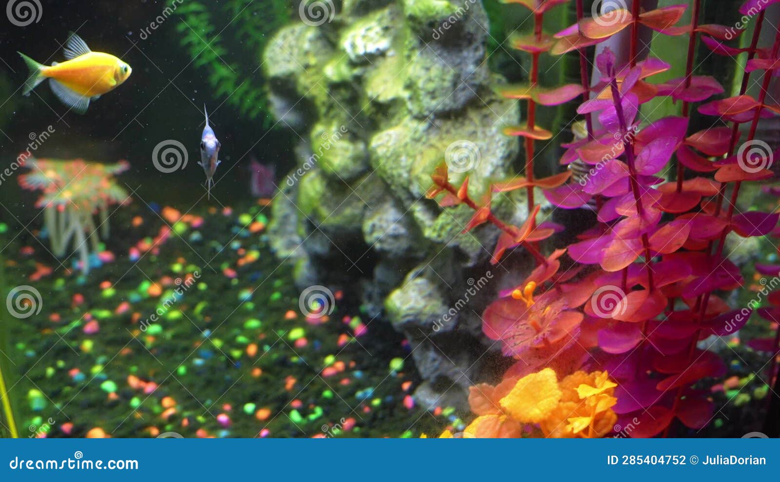 Close Up View of Glofish in Aquarium. Glow Fish Different Colored in ...
