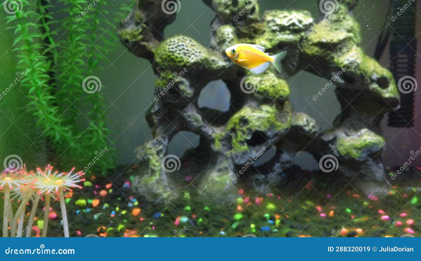 Close Up View of Glofish in Aquarium. Glow Fish Different Colored in ...