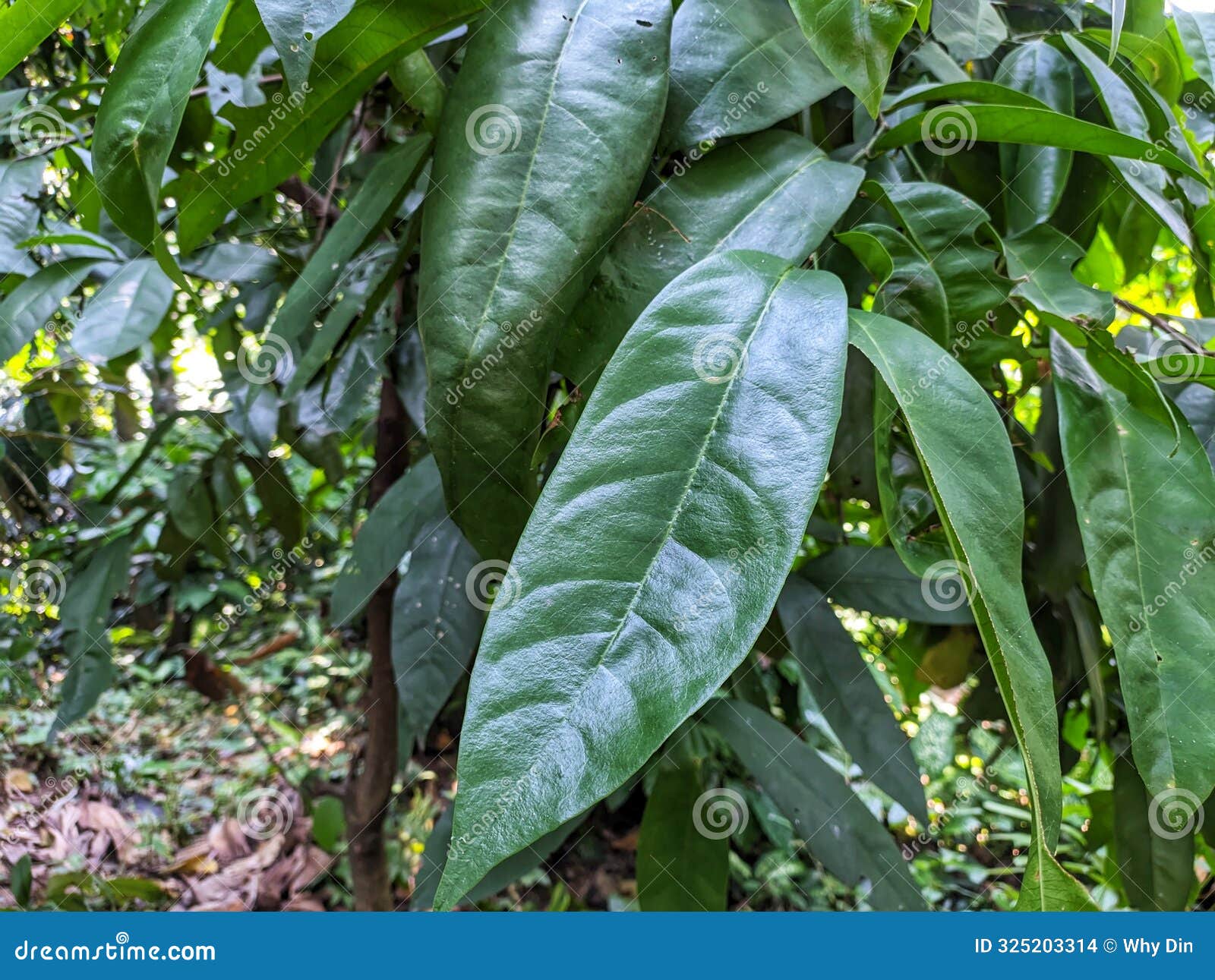 A Close-up View of Glossy, Elongated Green Leaves on a Tropical Tree in ...