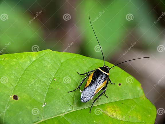 Close Up View Gold Bordered Cockroach. Stock Image - Image of ...