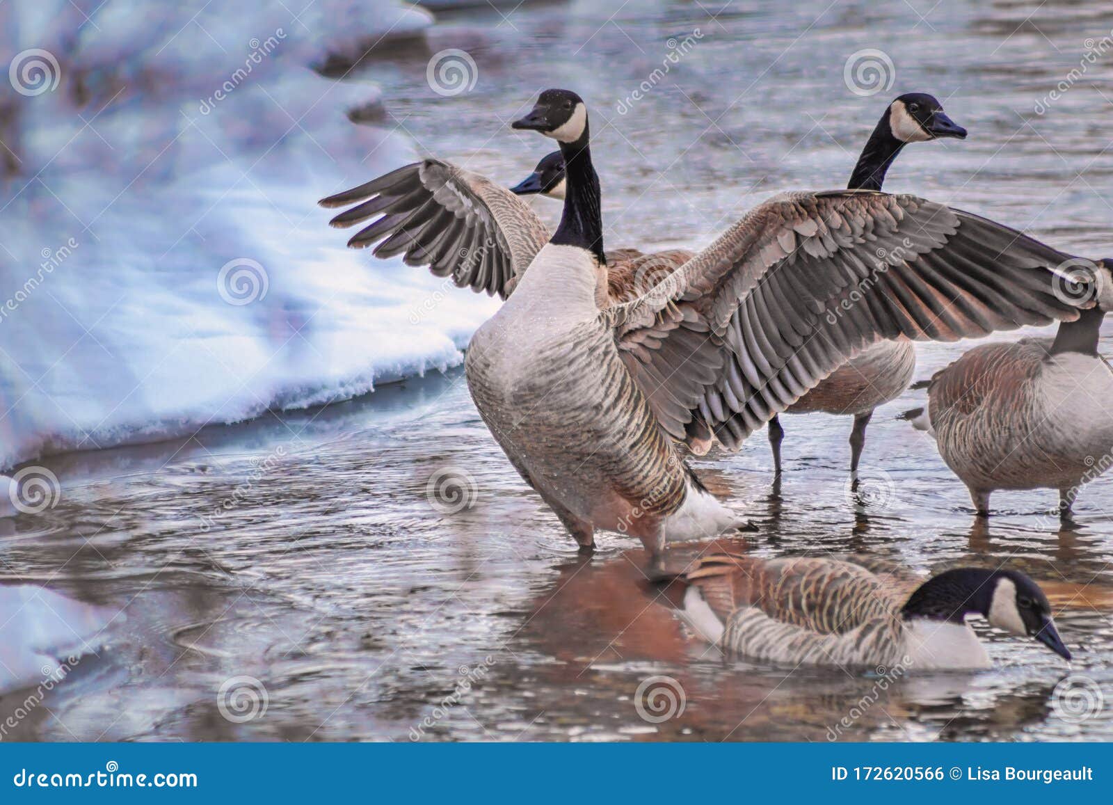 Goose Flapping Its Wings stock photo. Image of calgary - 172620566