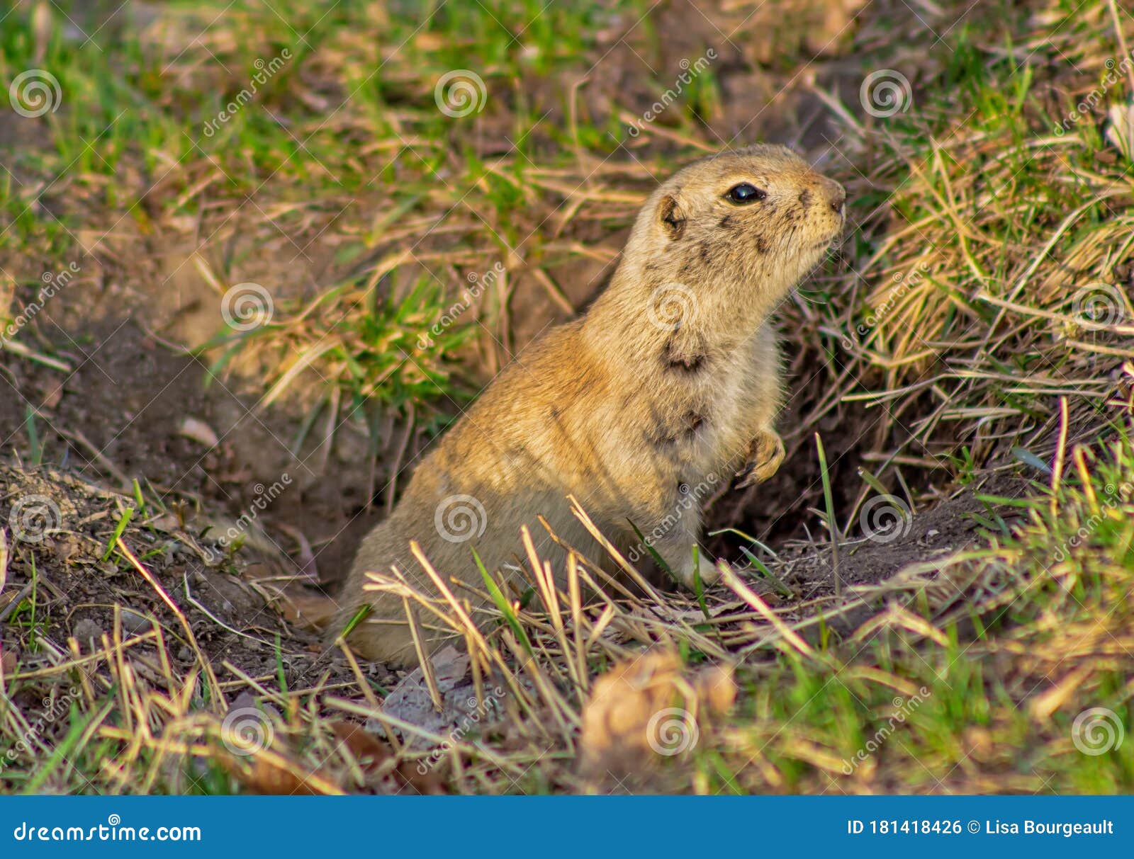 A Cute Gopher Posing Outside Stock Photo - Image of mammal, wild: 181418426