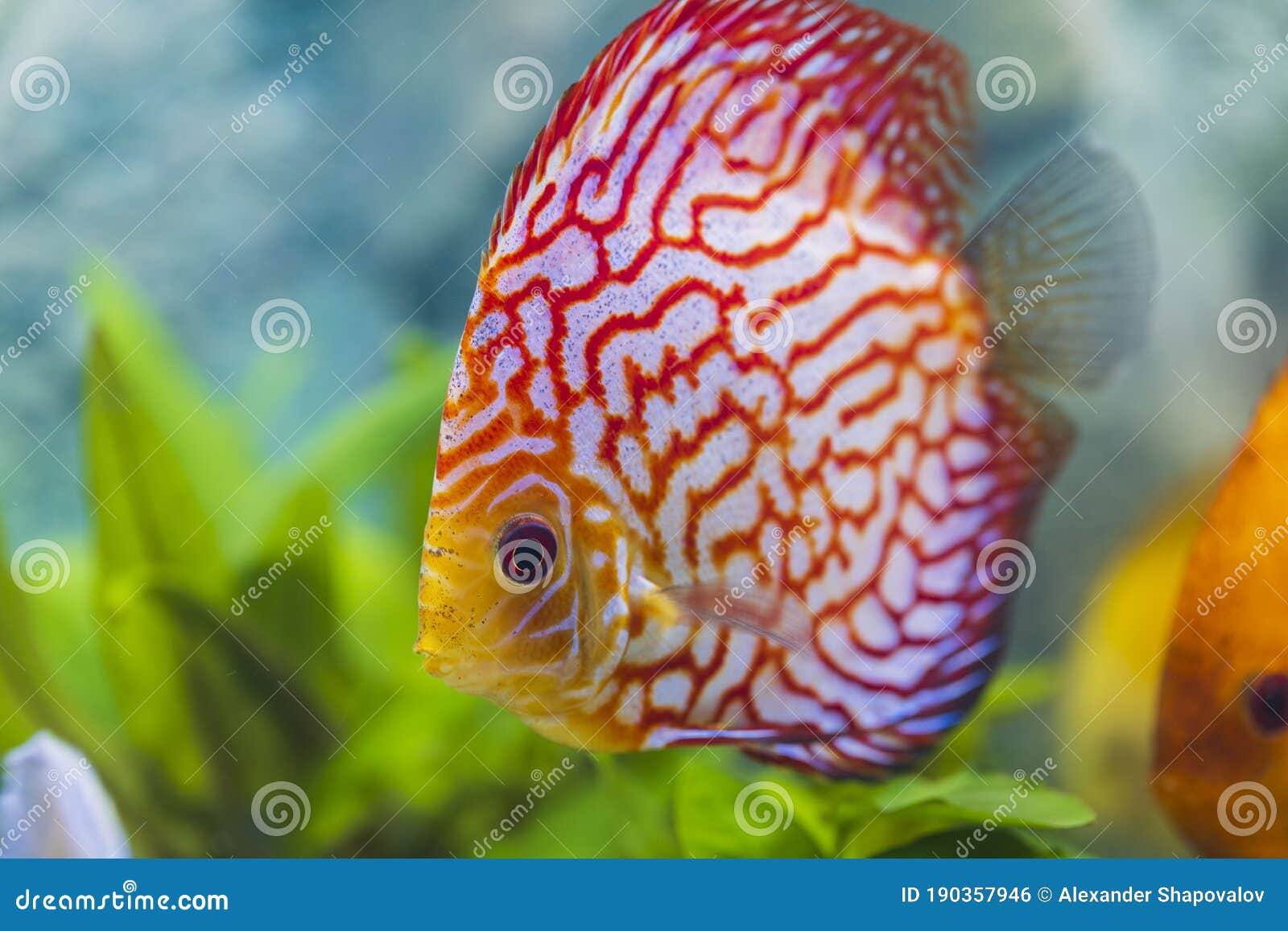 Close Up View of Gorgeous Checkerboard Red Map Diskus Aquarium Fish ...