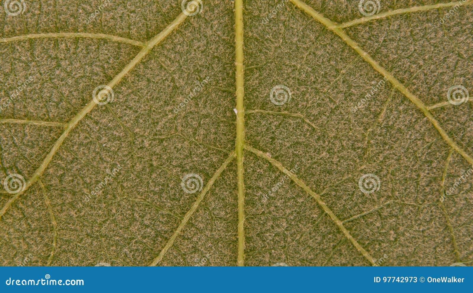 Close Up View of Grape Leaf, Rear. Stock Image - Image of rain, garden ...