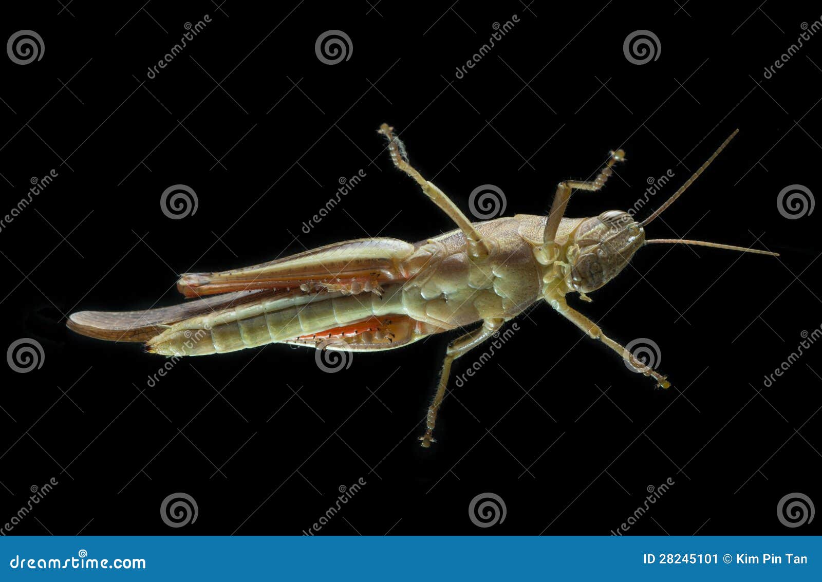 Close Up View of a Grasshopper Stock Image - Image of abdomen, yellow ...