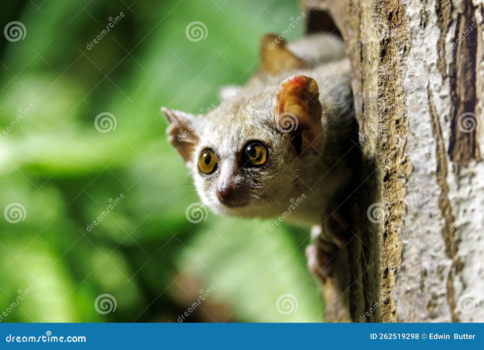 Close Up View of a Gray Mouse Lemur Stock Photo - Image of wild, brown ...