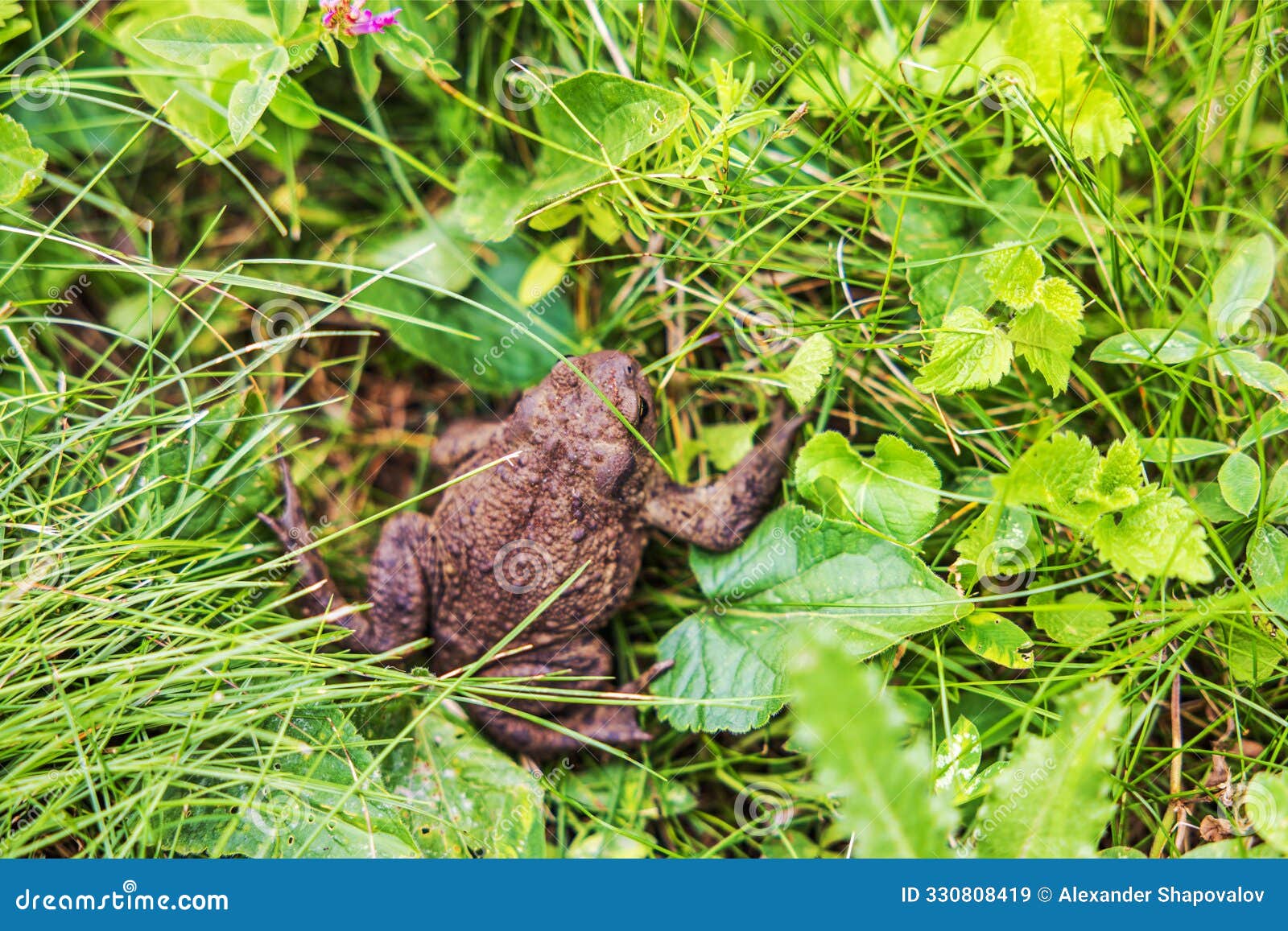 Close-up View of Gray Toad Sitting on Ground in Green Grass Stock Image ...