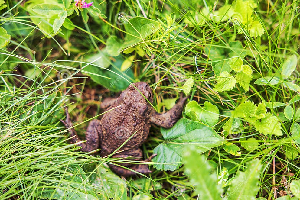 Close-up View of Gray Toad Sitting on Ground in Green Grass Stock Image ...