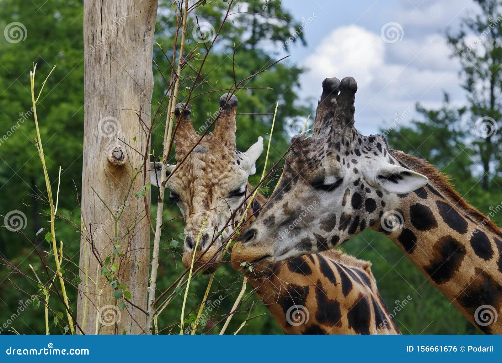 Grazing Giraffe stock photo. Image of view, long, natural - 156661676