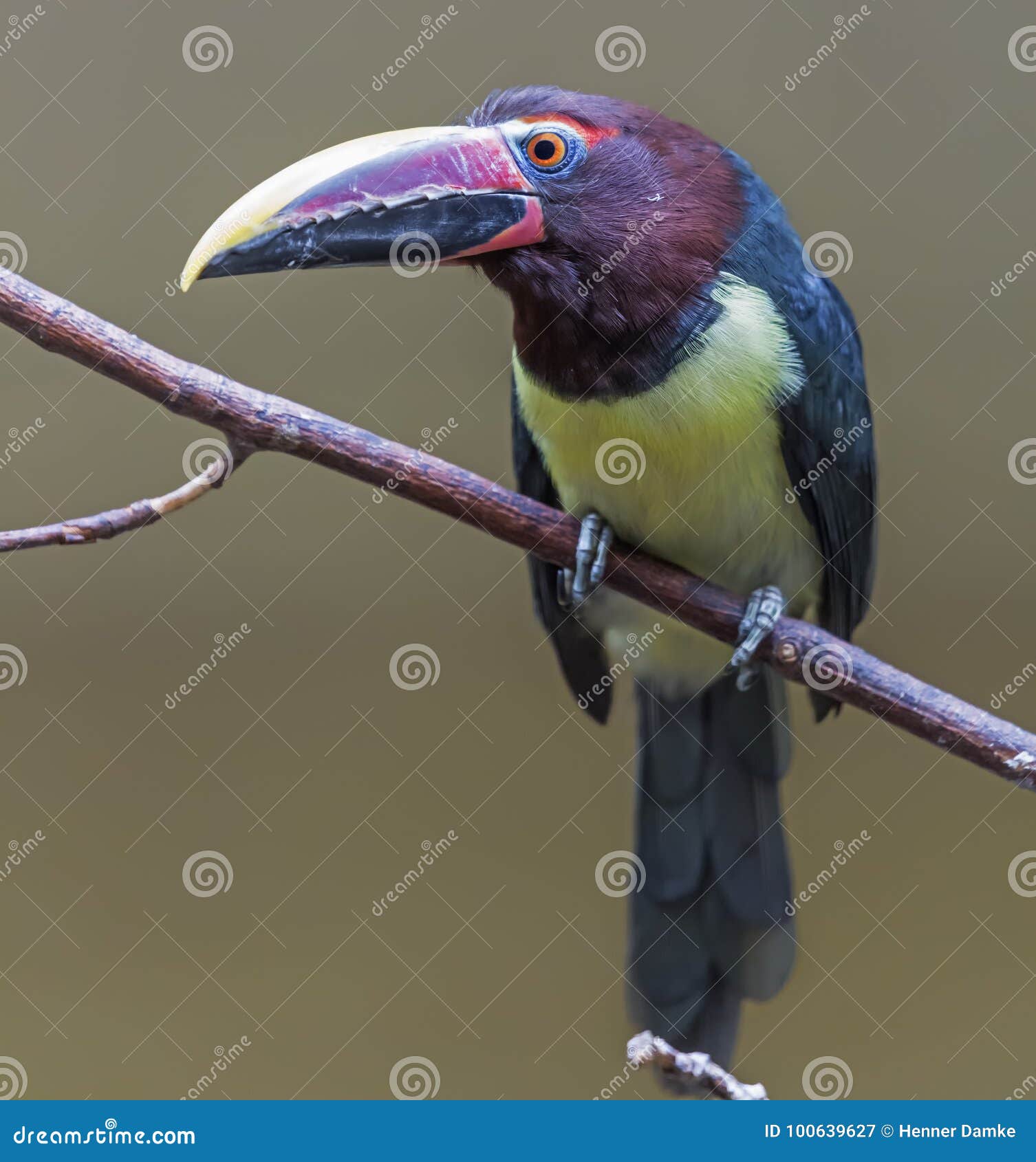 Green Aracari Opening His Beak Isolated On White Stock Photo ...