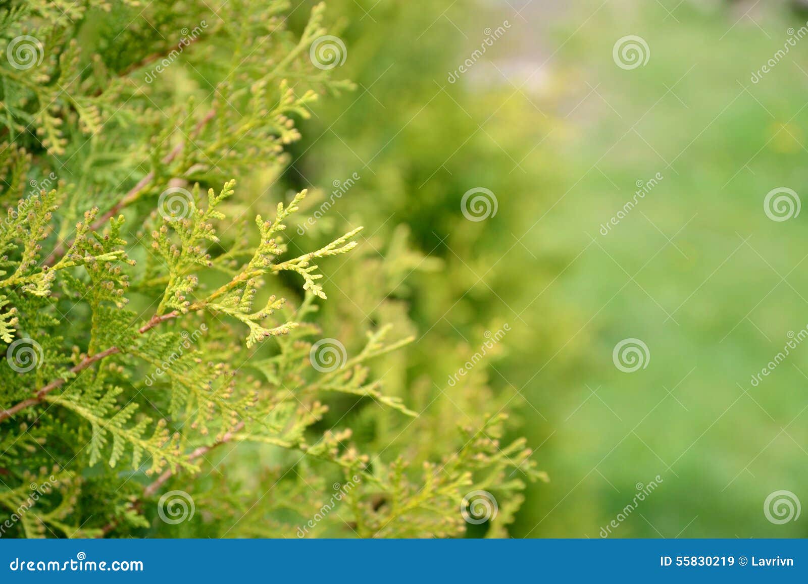 Close-up View of Green Bushes in Botanical Garden Stock Image - Image ...