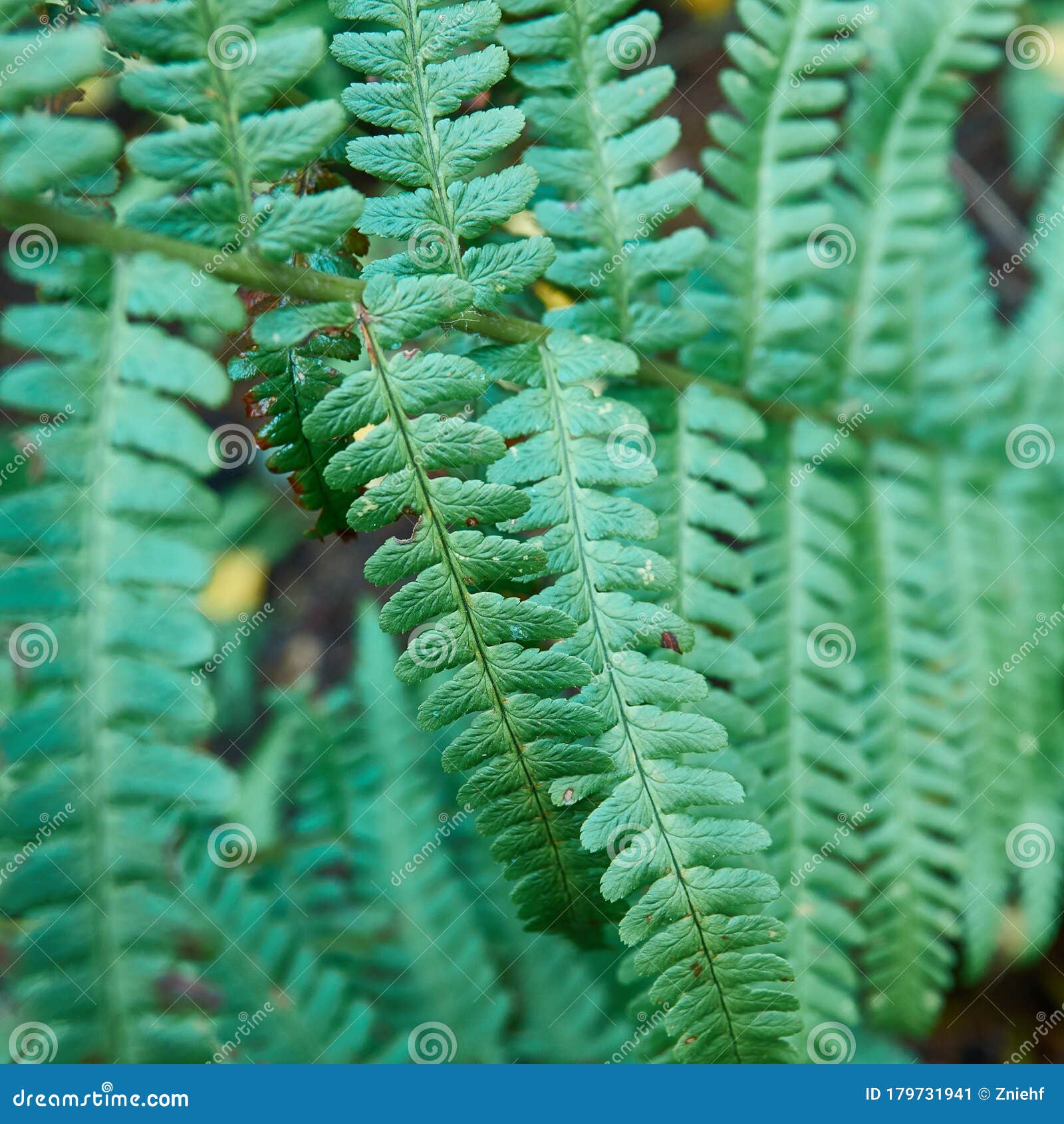 Fern Polypodiopsida, Polypodiophyta Plants A Day, Grown In Nature In ...