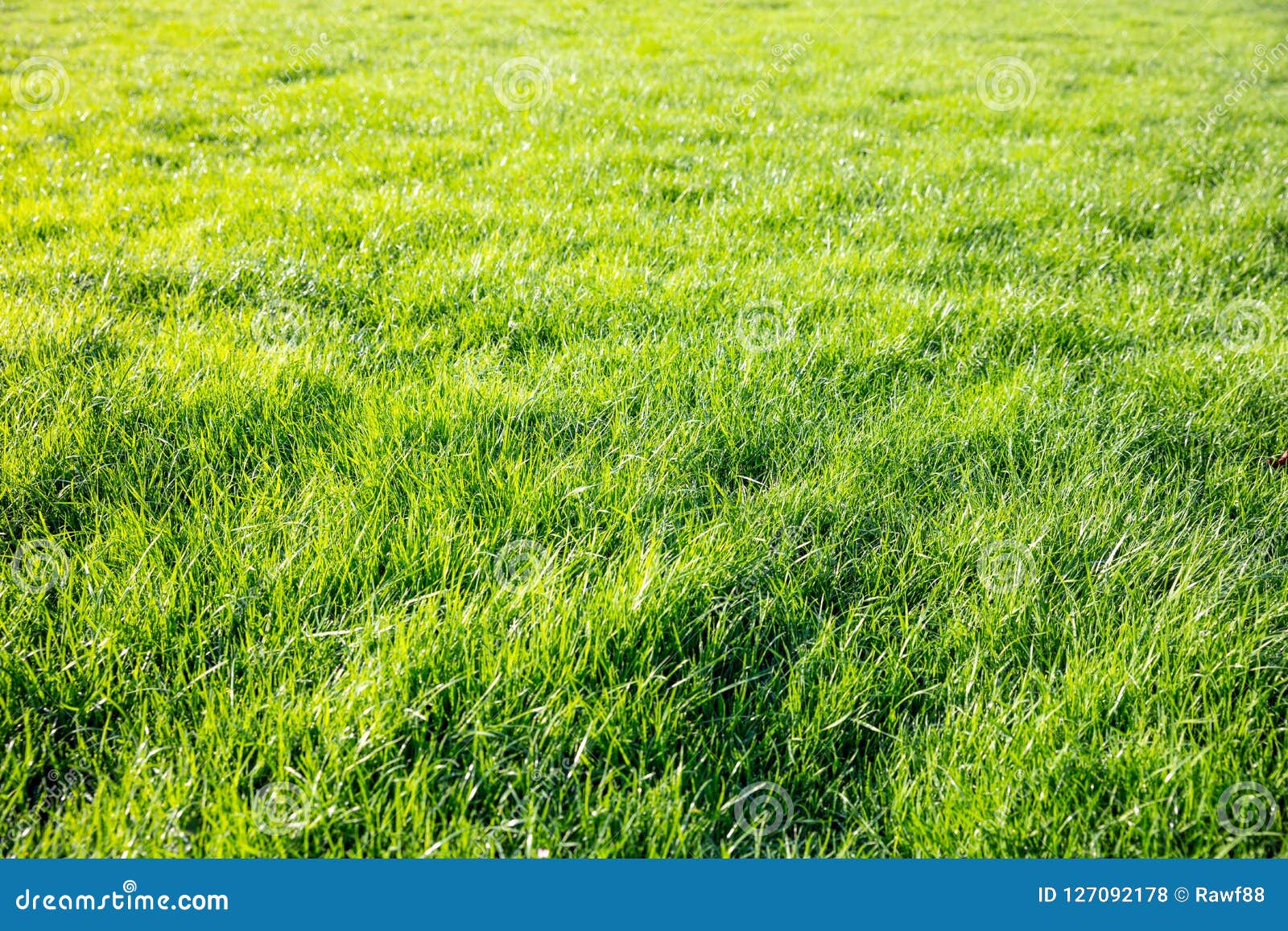 Close-up View of Green Grass, Backdrop, Background. Stock Photo - Image ...