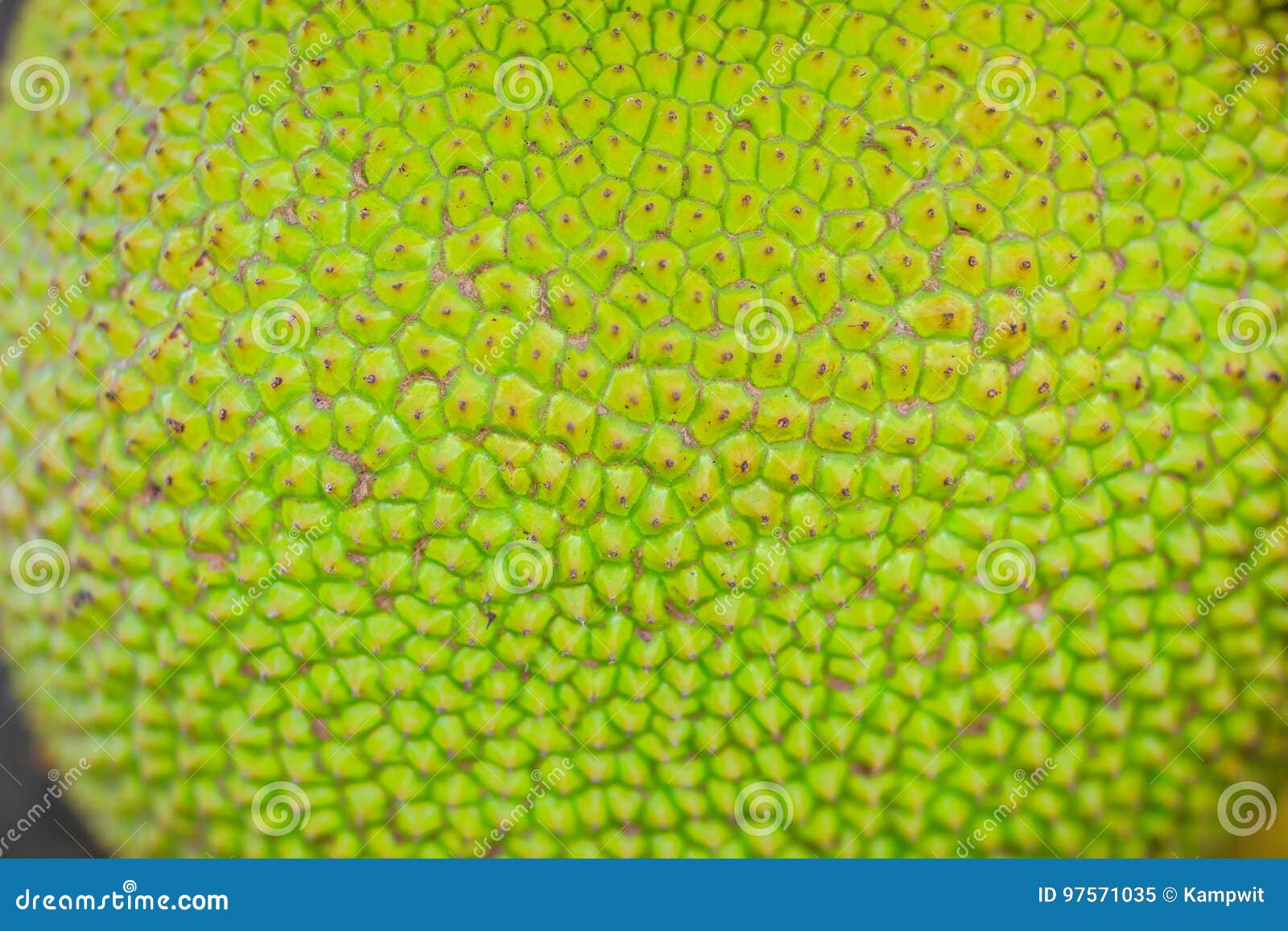 Jackfruit, A Rough Fruit With Spikes With Jackfruit Patterns Texture ...