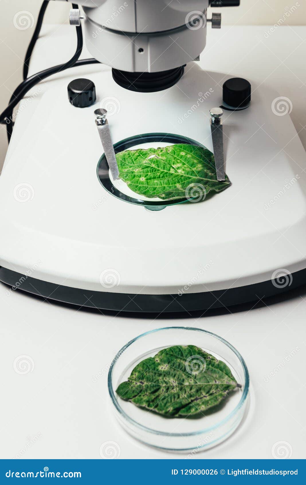 Close Up View of Green Leaf Under Microscope in Modern Biotechnology ...