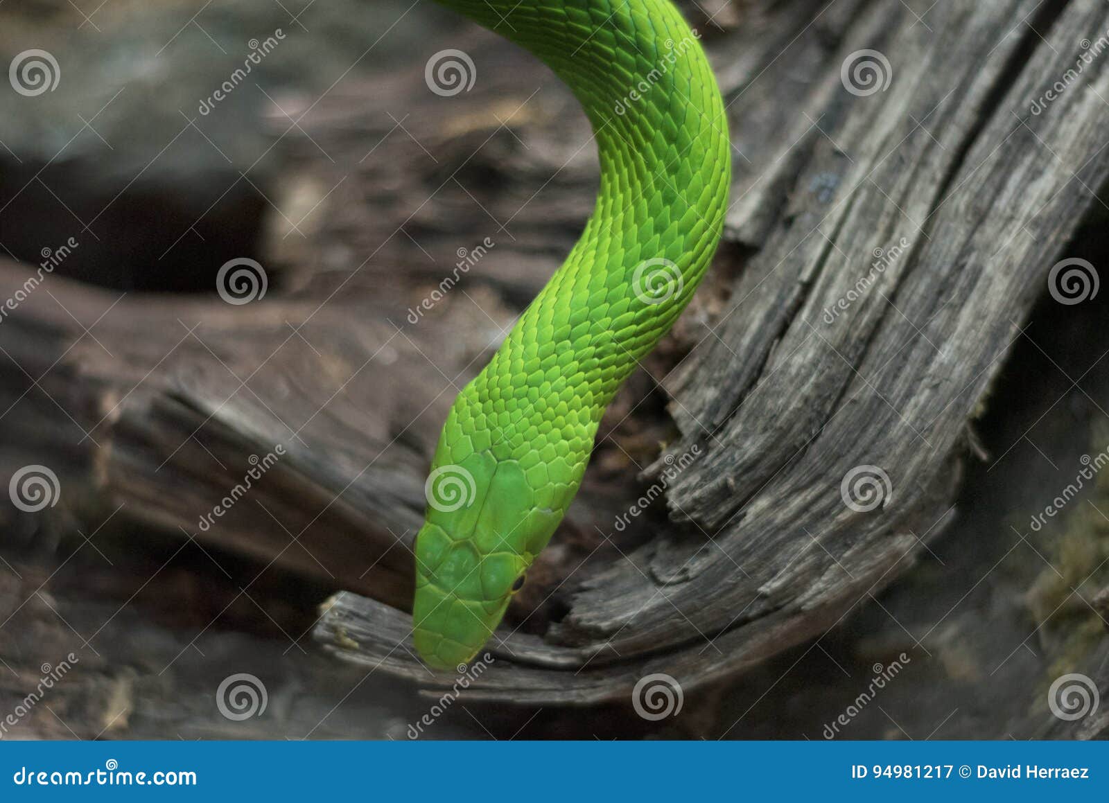 Close Up View of a Green Mamba Snake Stock Image - Image of reptile ...