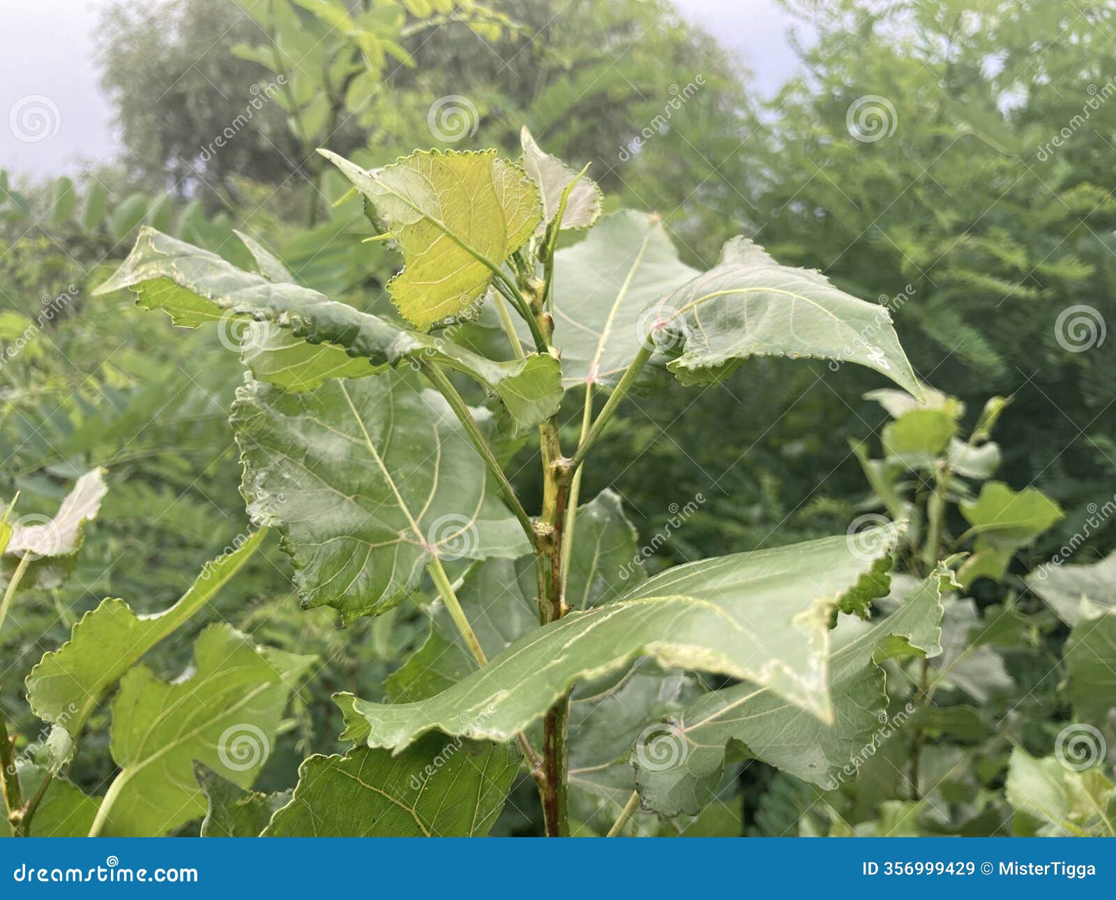 Close-up View of a Green Plant with Branching Leaflets, Possibly a ...