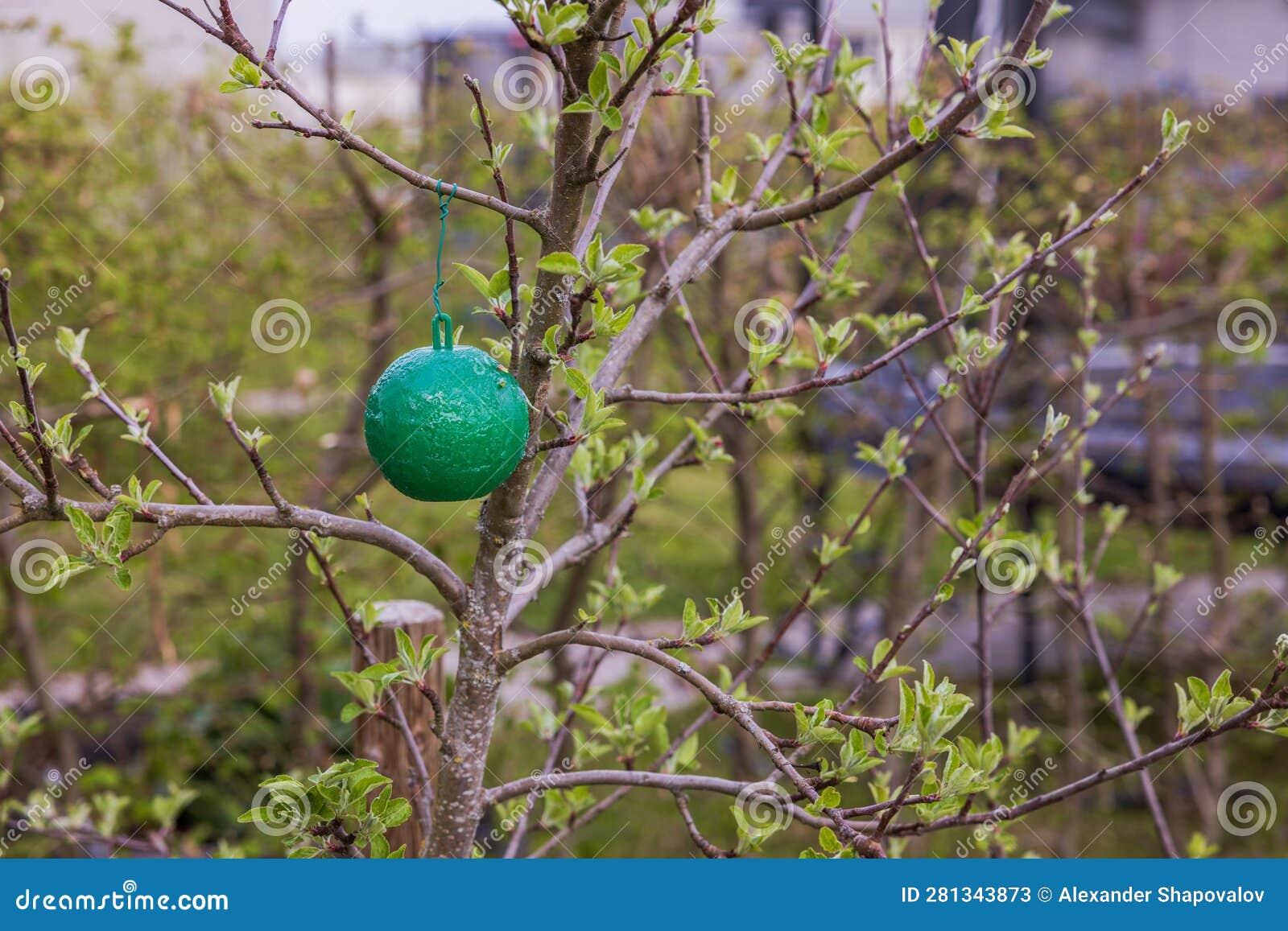 Close-up View of Green Plastic Sticky Insects Trap on Apple Tree. Stock ...