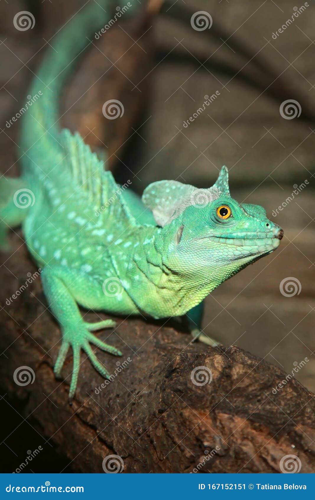 Plumed Basilisk Basiliscus Plumifrons Stock Image - Image of lizard ...