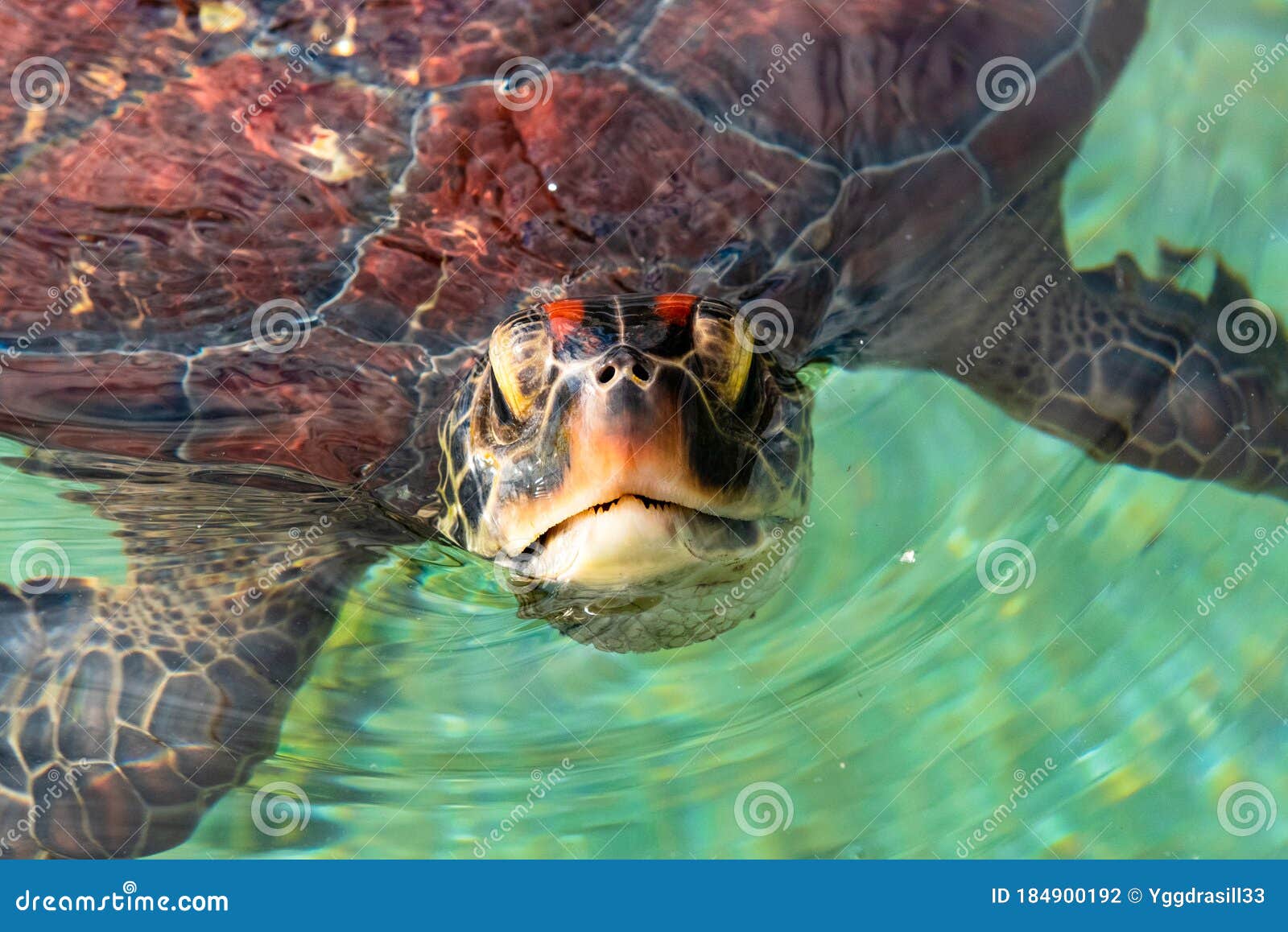 Close Up View on a Green Sea Turtle Head Stock Photo - Image of ...