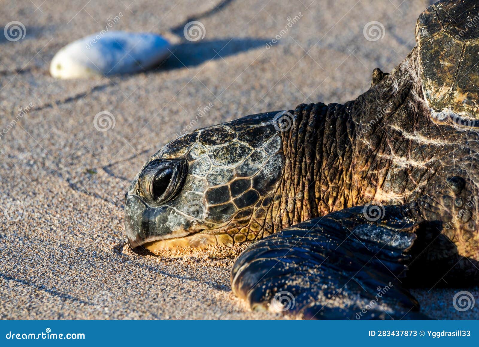 Close Up View of a Green Sea Turtle Head Stock Image - Image of beauty ...