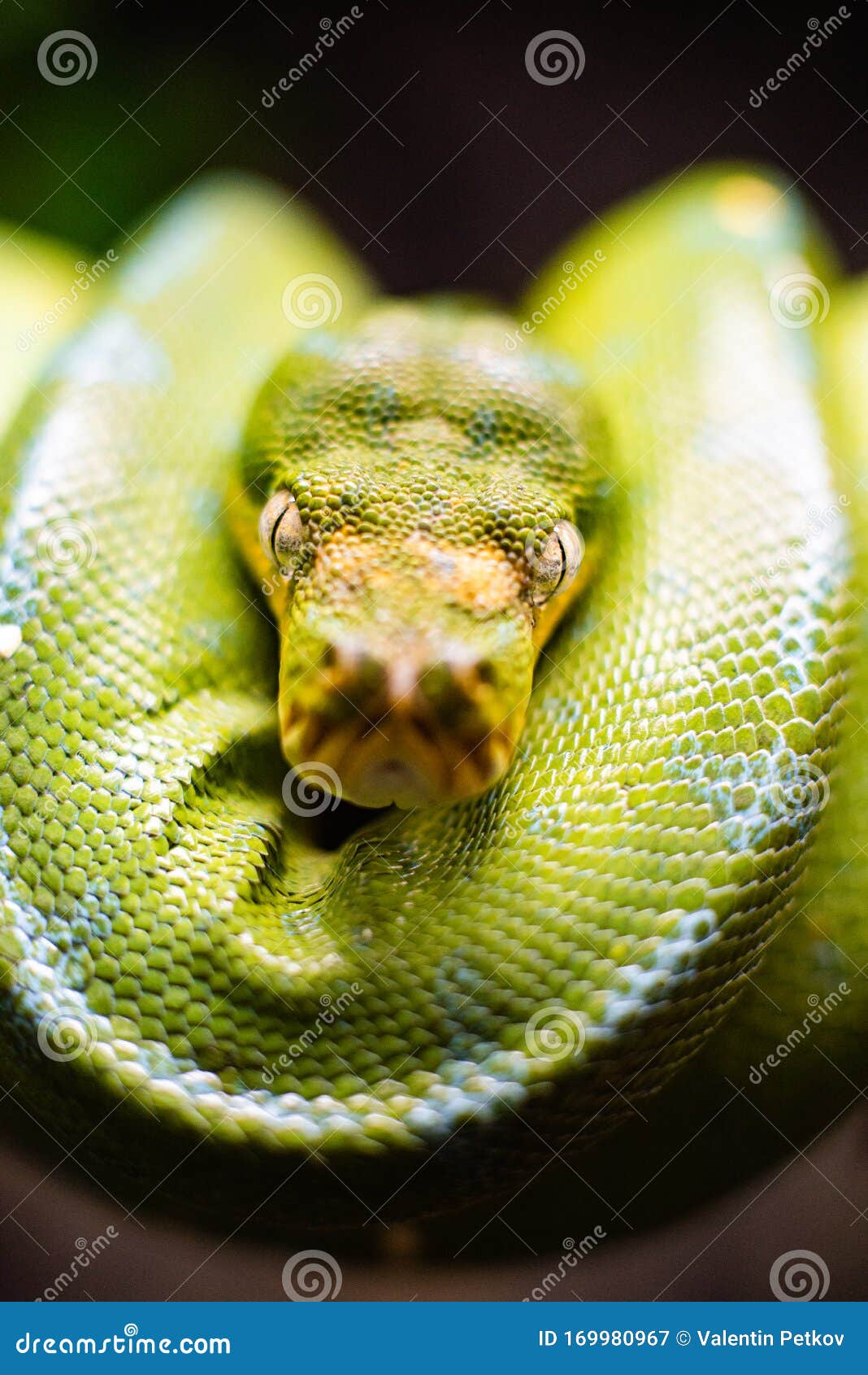 A Close-up View of a Green Tree Python Slithering on a Tree Sleeping ...
