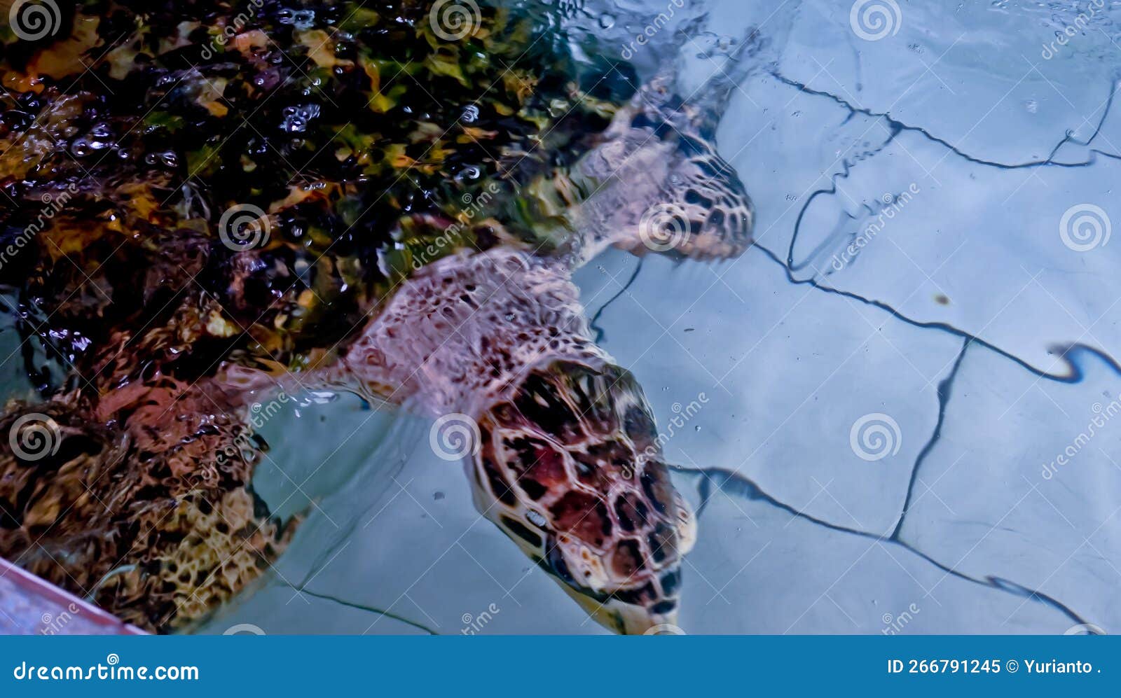 Close Up View of Green Turtle Stock Image - Image of turtle, captivity ...