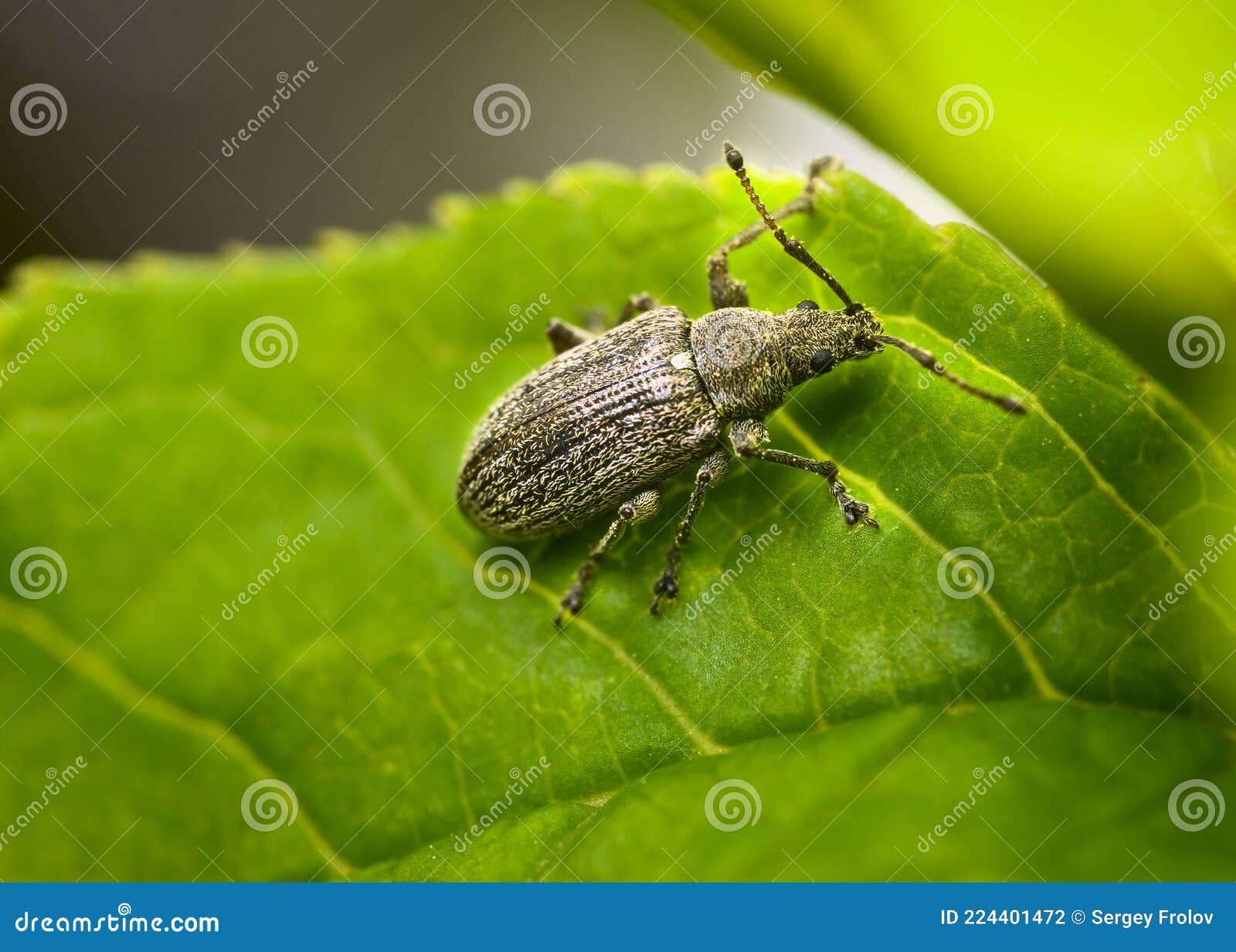 Close Up View of a Grey Weevil Bug on a Tree Leaf Stock Photo - Image ...