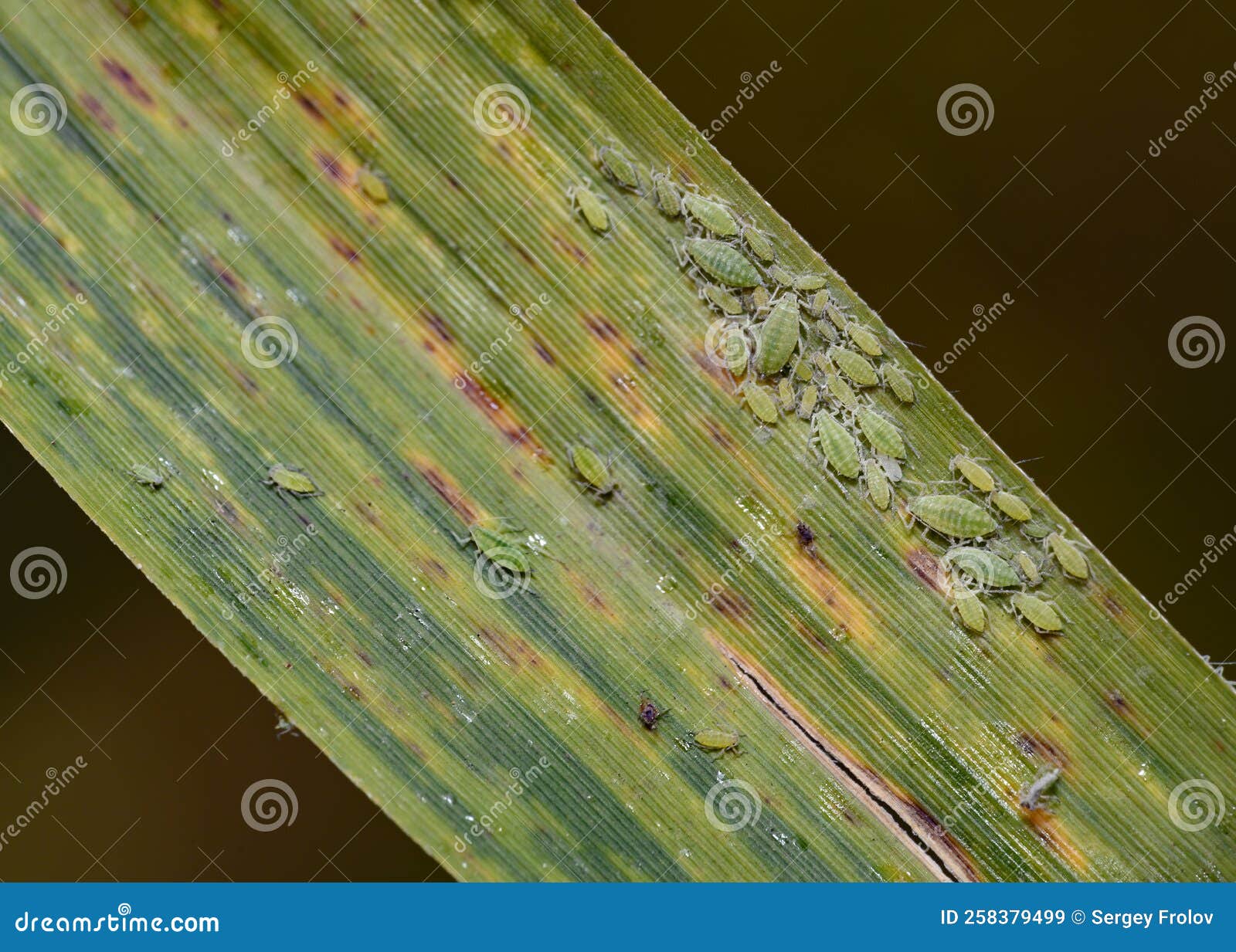 A Close-up View of a Group of Aphids on a Shrub Leaf Stock Image ...