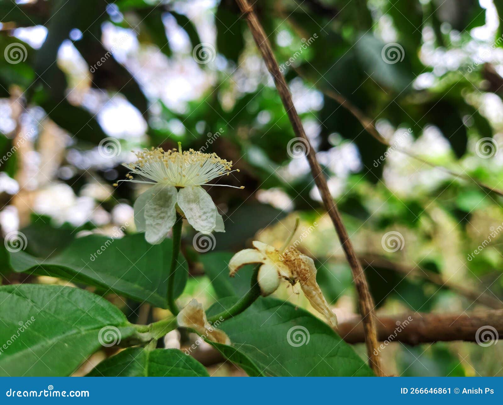 Close Up View of a Guva Flower Stock Image - Image of health ...